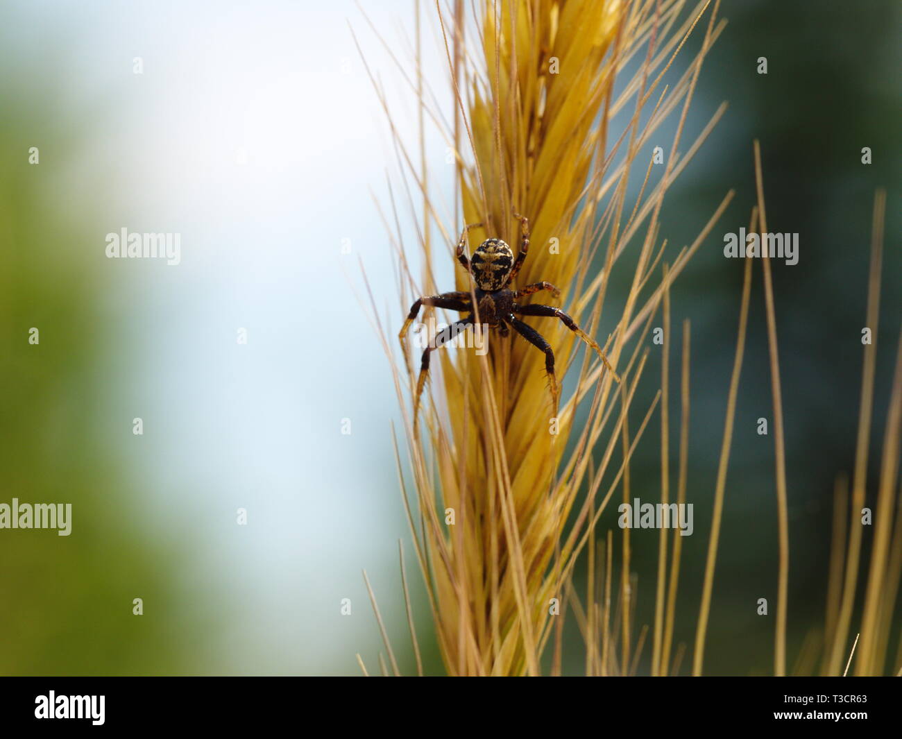 Spider on wheat spike. insects in the crop field Stock Photo - Alamy