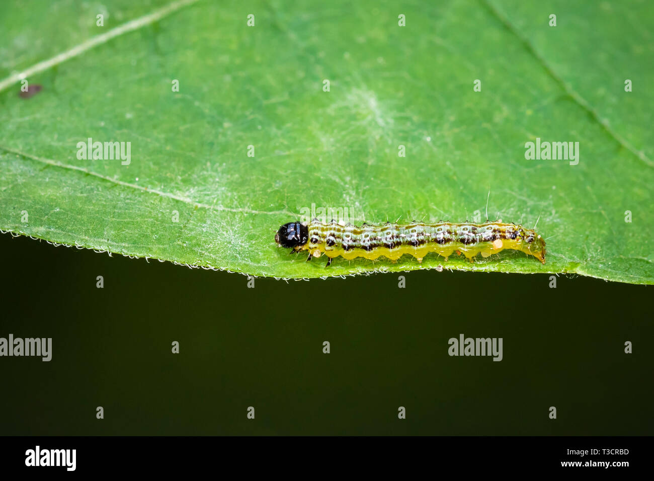 Closeup of a Box tree moth caterpillar, Cydalima perspectalis, feeding ...