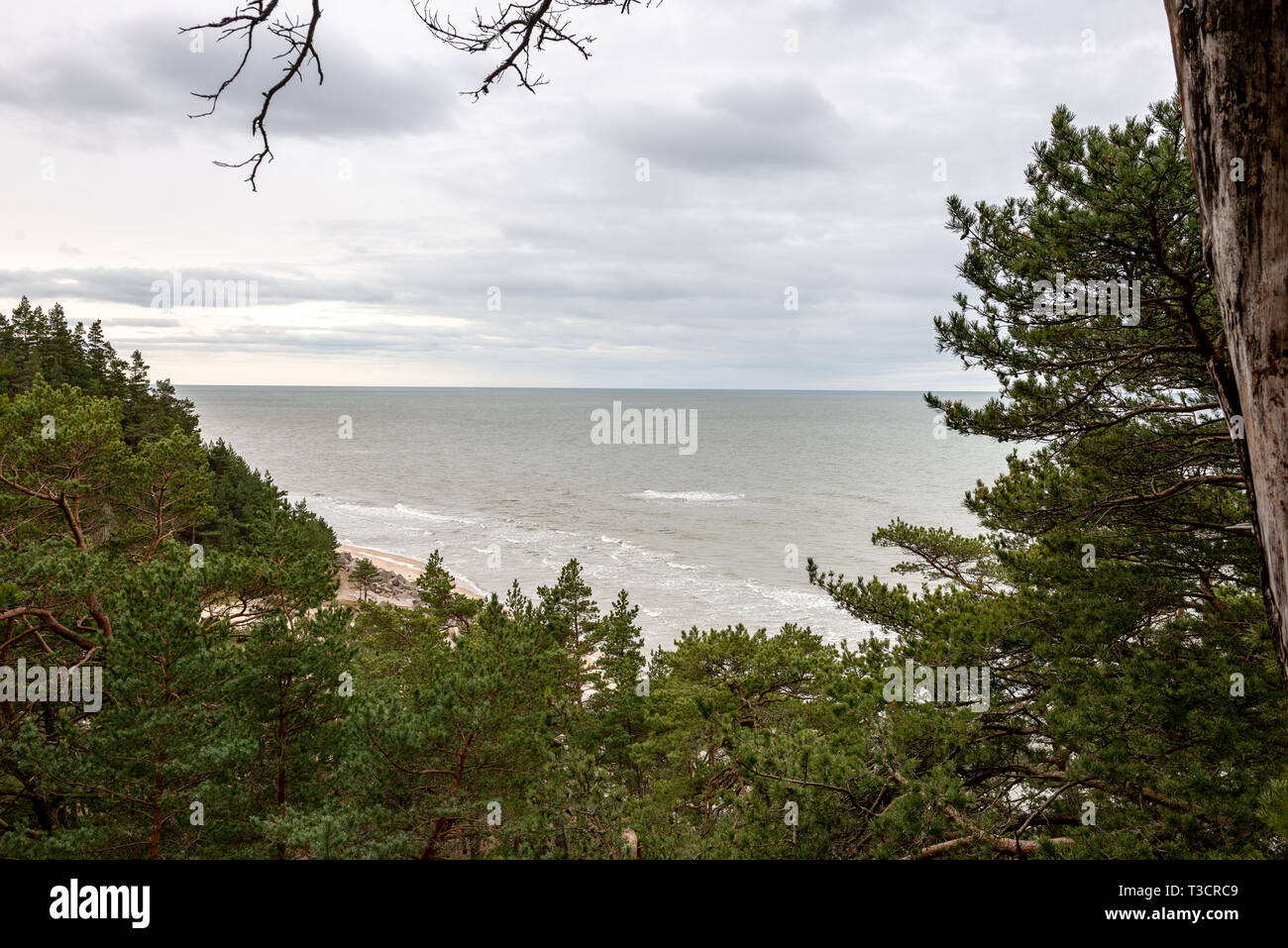empty sea beach in autumn with lonely trees and rocks in sands ...