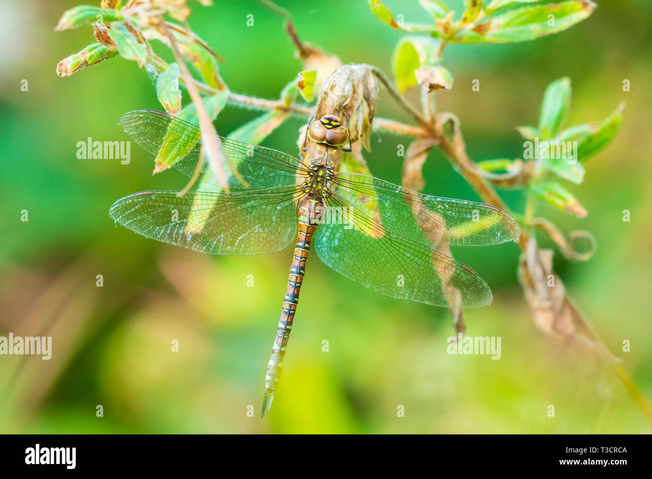 Female aeshna mixta dragonfly hi-res stock photography and images - Alamy