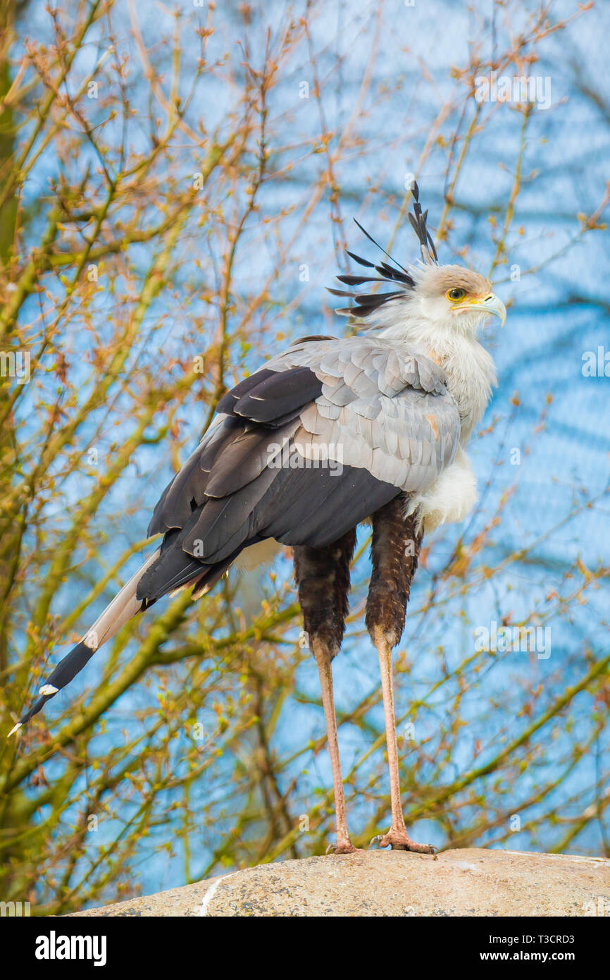 Secretarybird hi-res stock photography and images - Alamy