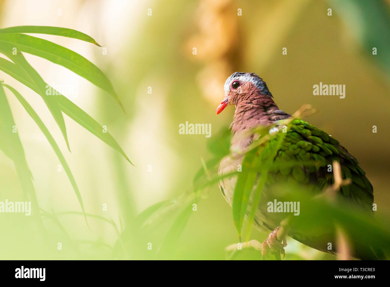 common emerald dove, Asian emerald dove, or grey-capped emerald dove ...