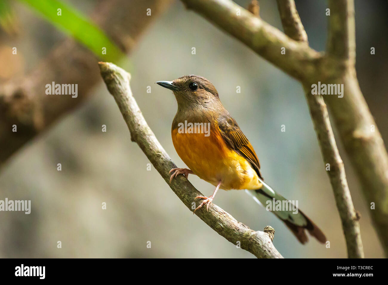 Shama bird hi-res stock photography and images - Alamy