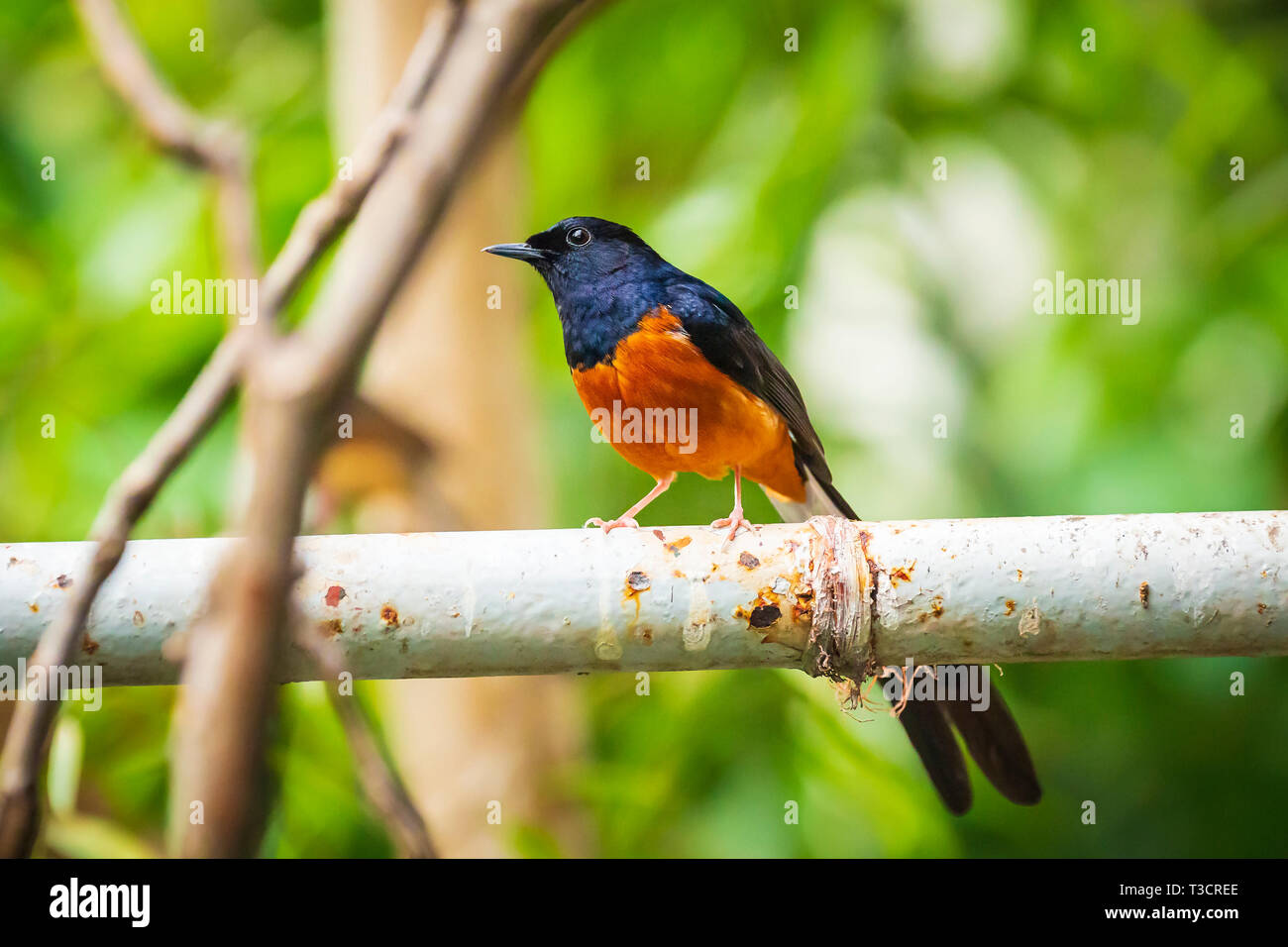 Shama Bird High Resolution Stock Photography and Images - Alamy