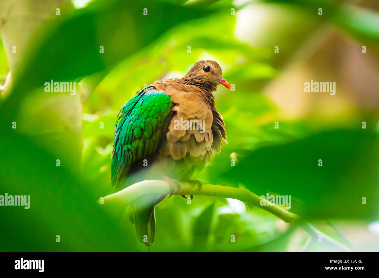 common emerald dove, Asian emerald dove, or grey-capped emerald dove ...