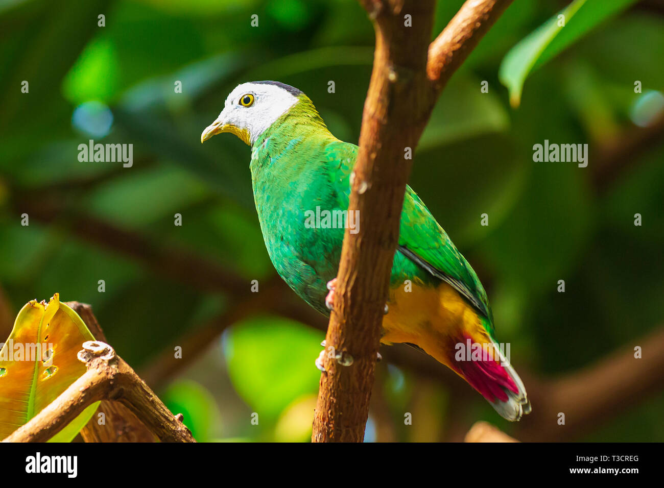 black-naped fruit dove (Ptilinopus melanospilus) also known as black ...