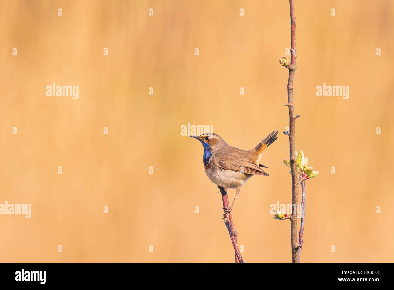 A blue-throat bird Luscinia svecica cyanecula singing to attract a ...