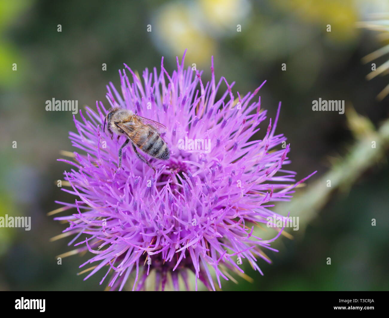 the bee in the camel thorn plant. they're collecting plant extract ...