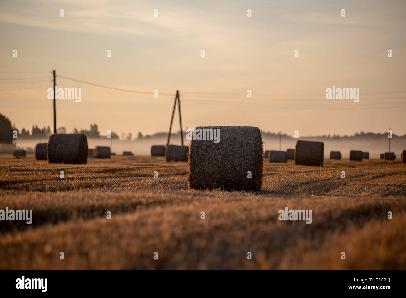 rolls of dry hay in field at countryside autumn weather with sun rays ...