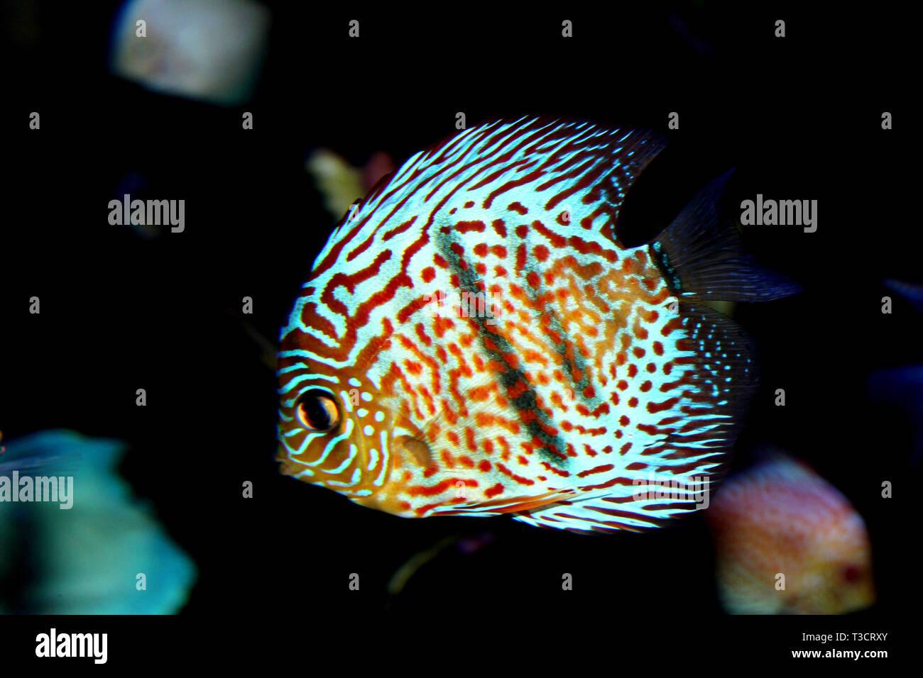 angel fish in a aquarium Stock Photo - Alamy