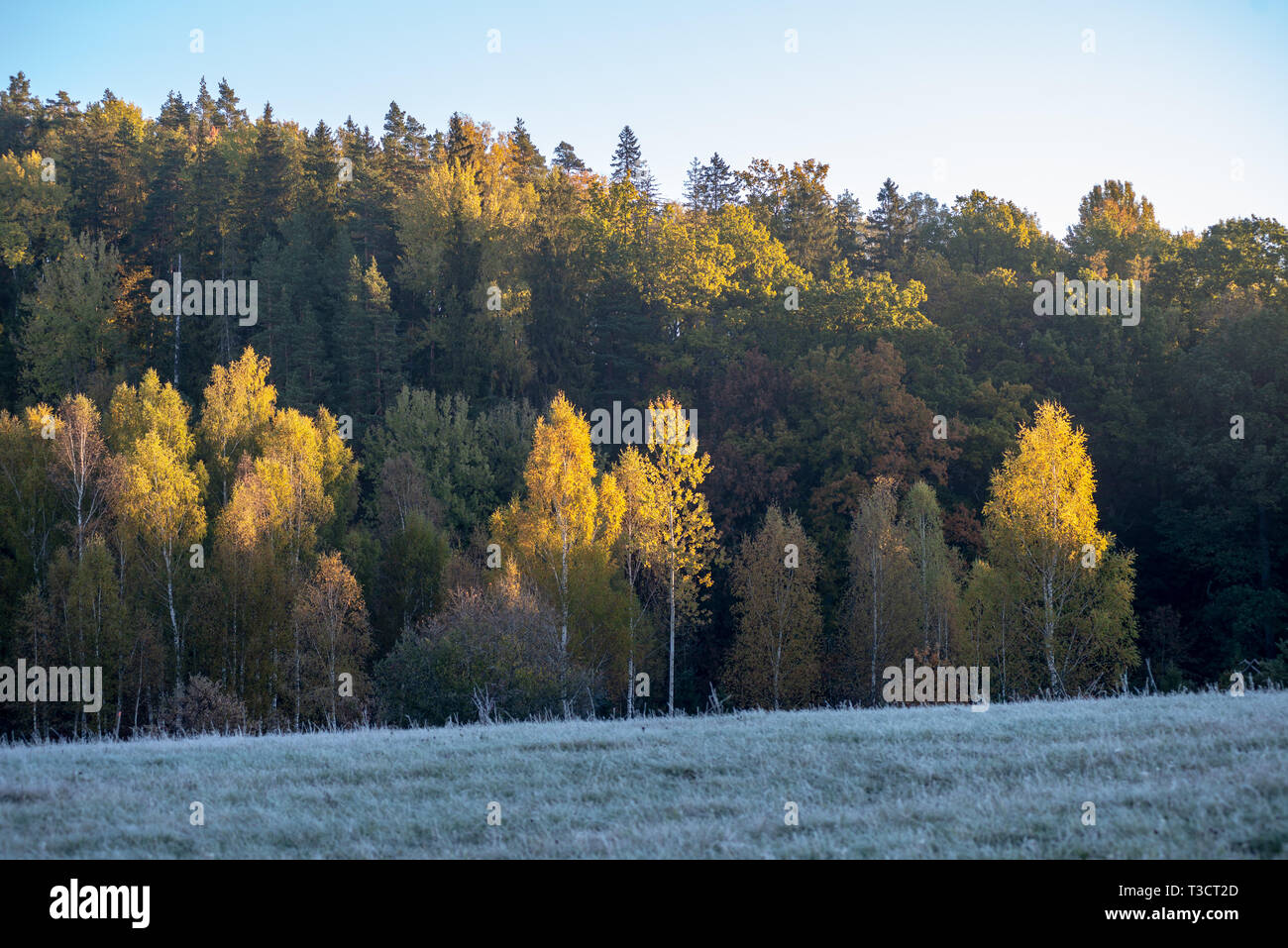first winter frost in sunrise light in countryside. frosty tree leaves ...