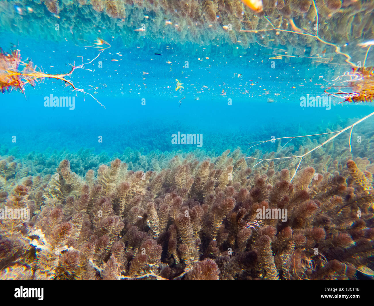 underwater landscape and backdrop with algae Stock Photo - Alamy