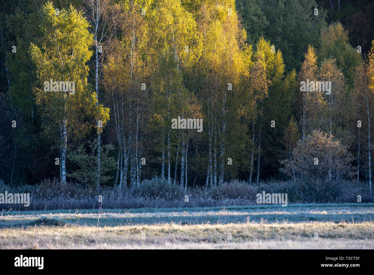 first winter frost in sunrise light in countryside. frosty tree leaves ...