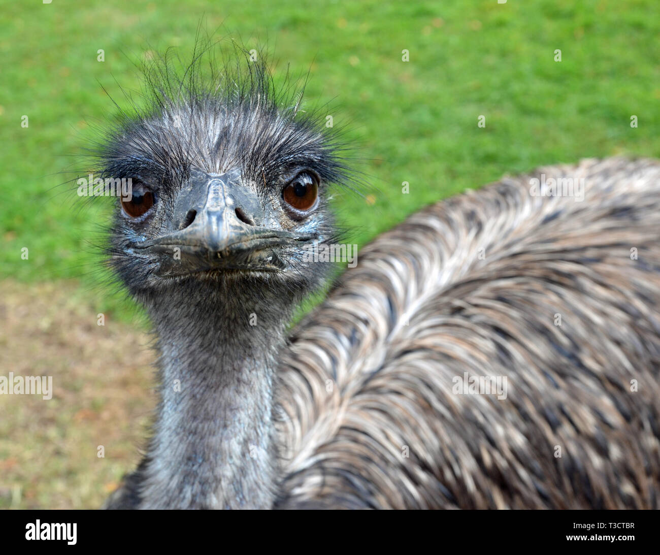 An Emu, native to Australia, at the Cotswold Wildlife Park, Burford ...