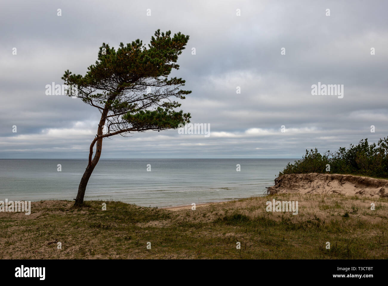 empty sea beach in autumn with lonely trees and rocks in sands ...