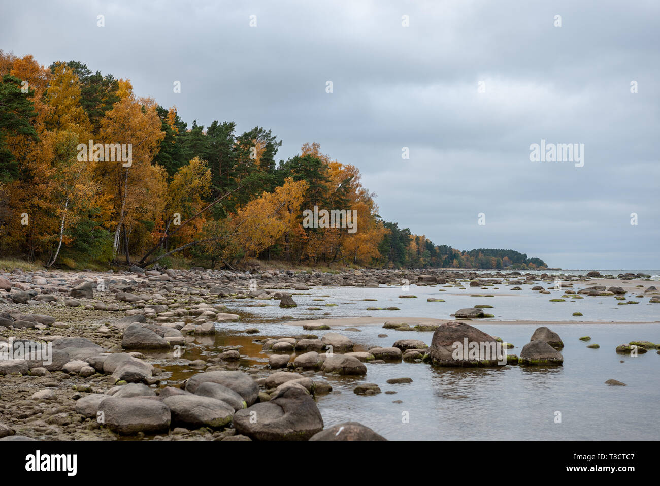 empty sea beach in autumn with lonely trees and rocks in sands ...