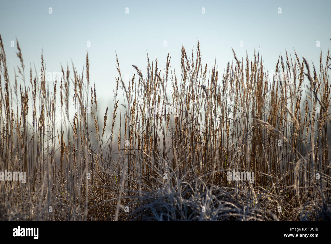 frozen sea beach in winter with low snow coverage. ice in sunny day on ...