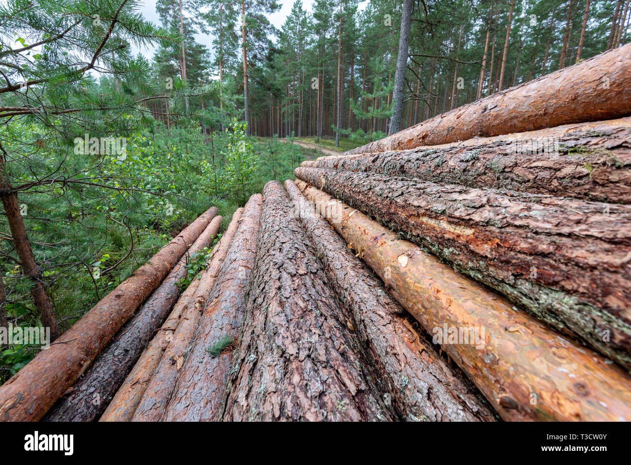 cut down tree trunks woodlog in forest in piles for transportation ...