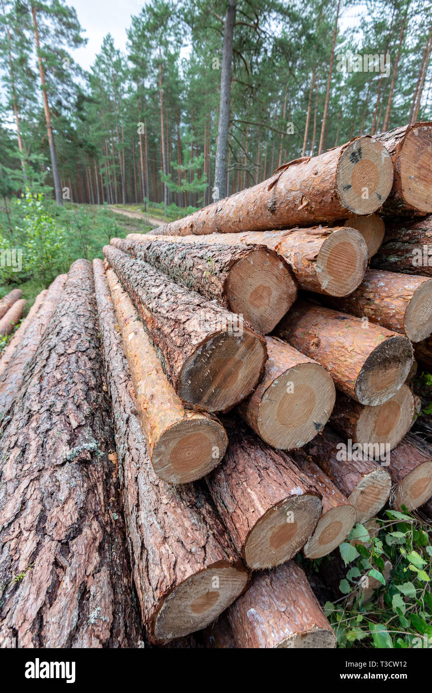 Woodlog hi-res stock photography and images - Alamy