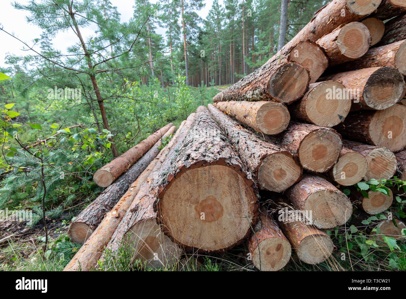 Woodlog hi-res stock photography and images - Alamy