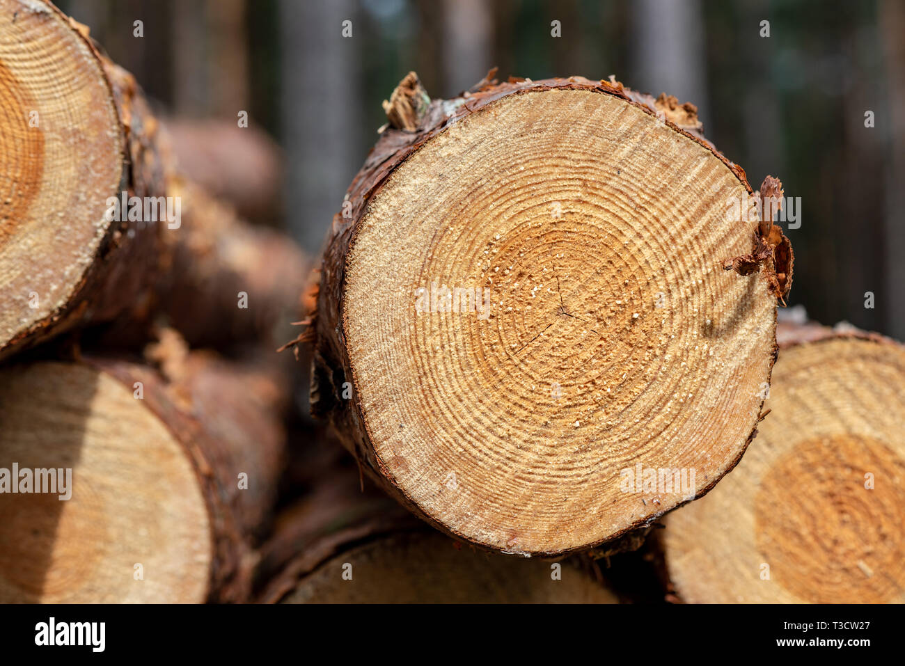 cut down tree trunks woodlog in forest in piles for transportation ...