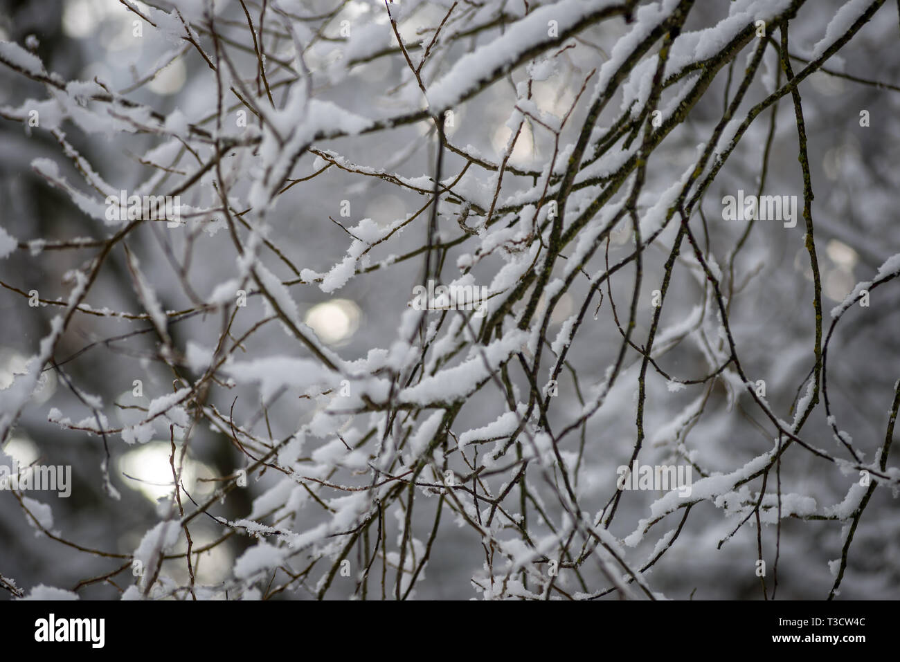 deep snow in forest in winter. overcast day Stock Photo - Alamy