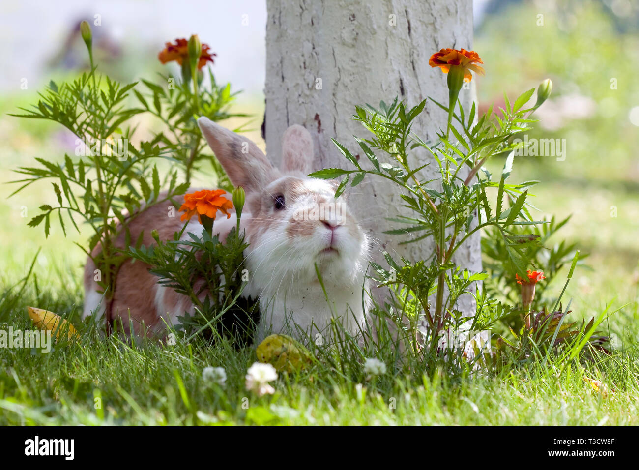 Cute rabbit hi-res stock photography and images - Alamy