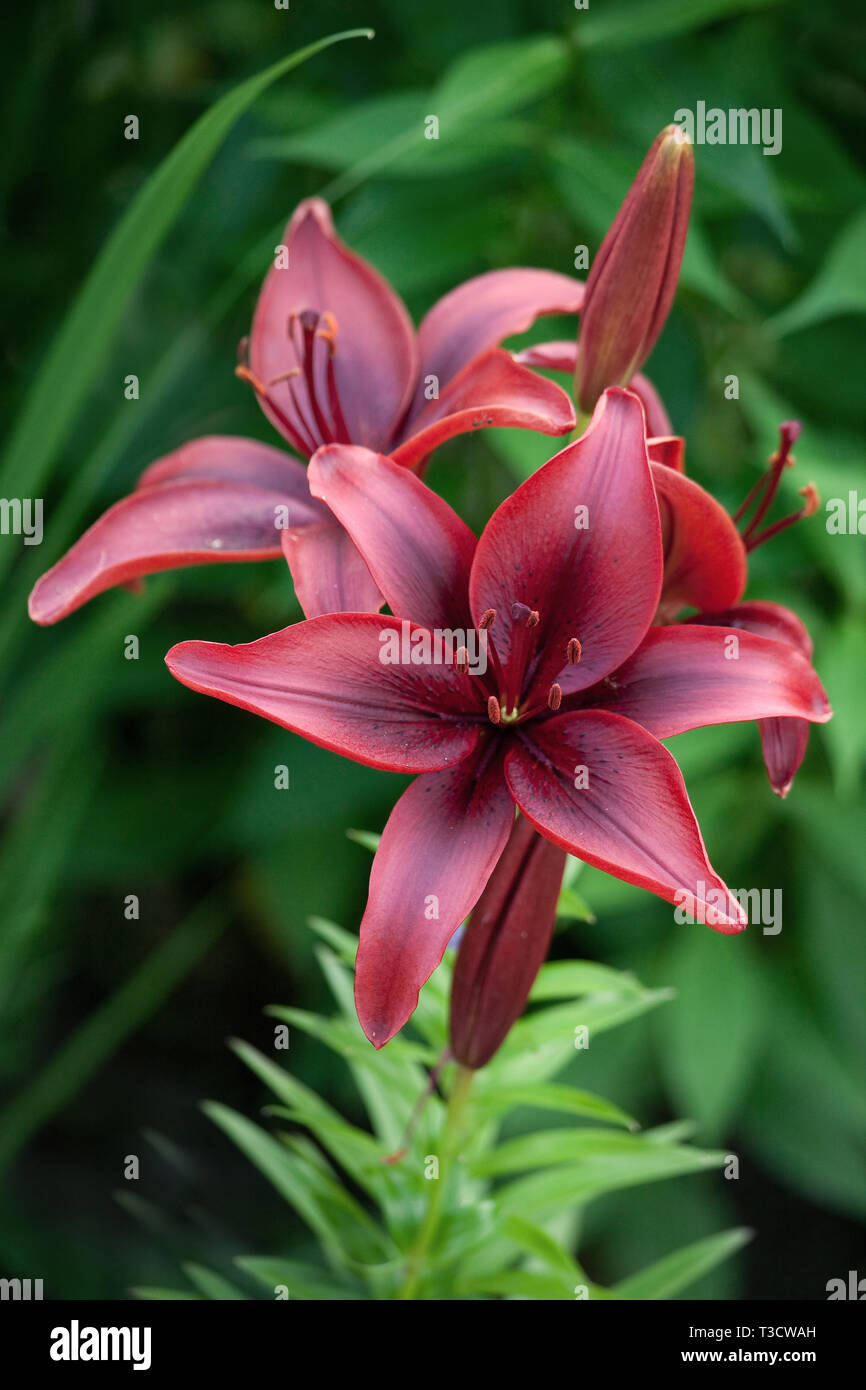 Lilium asiatic red flowers Stock Photo - Alamy