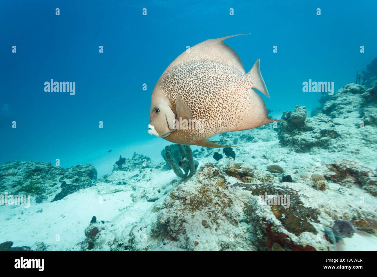 Gray tube sponge hi-res stock photography and images - Alamy