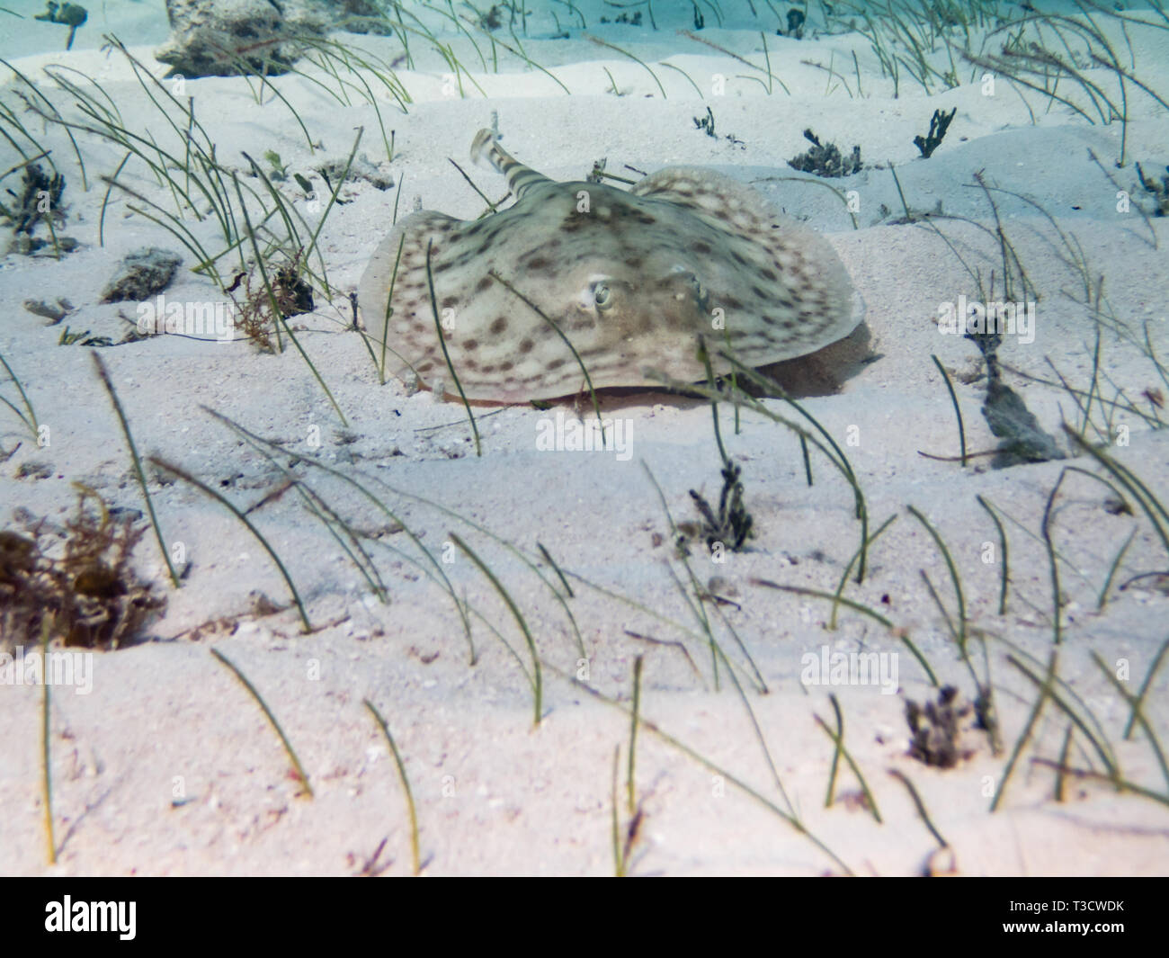 Close up of yellow stingray, urobatis jamaicensis, glides along ocean ...