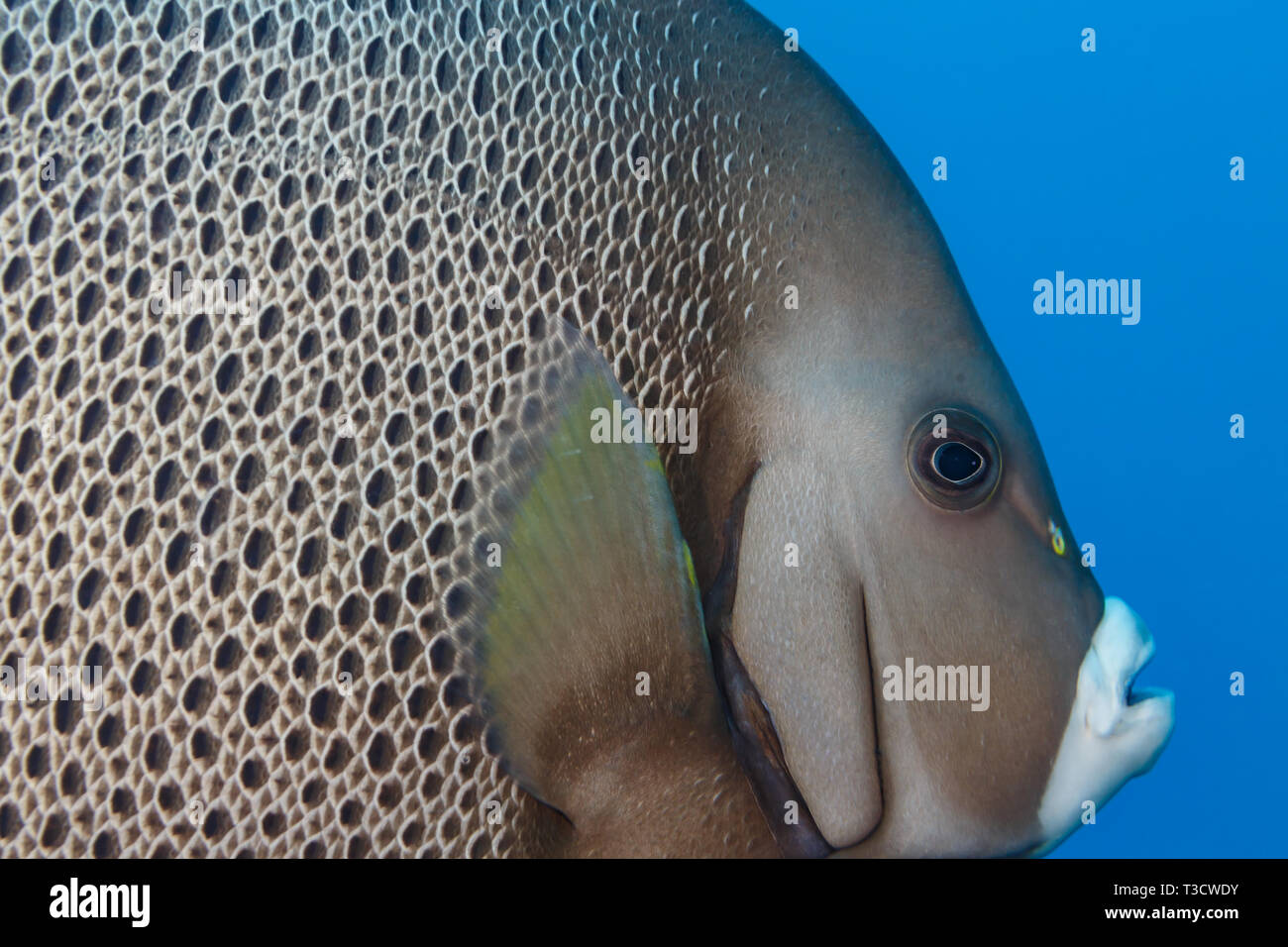 French grey angelfish hi-res stock photography and images - Alamy