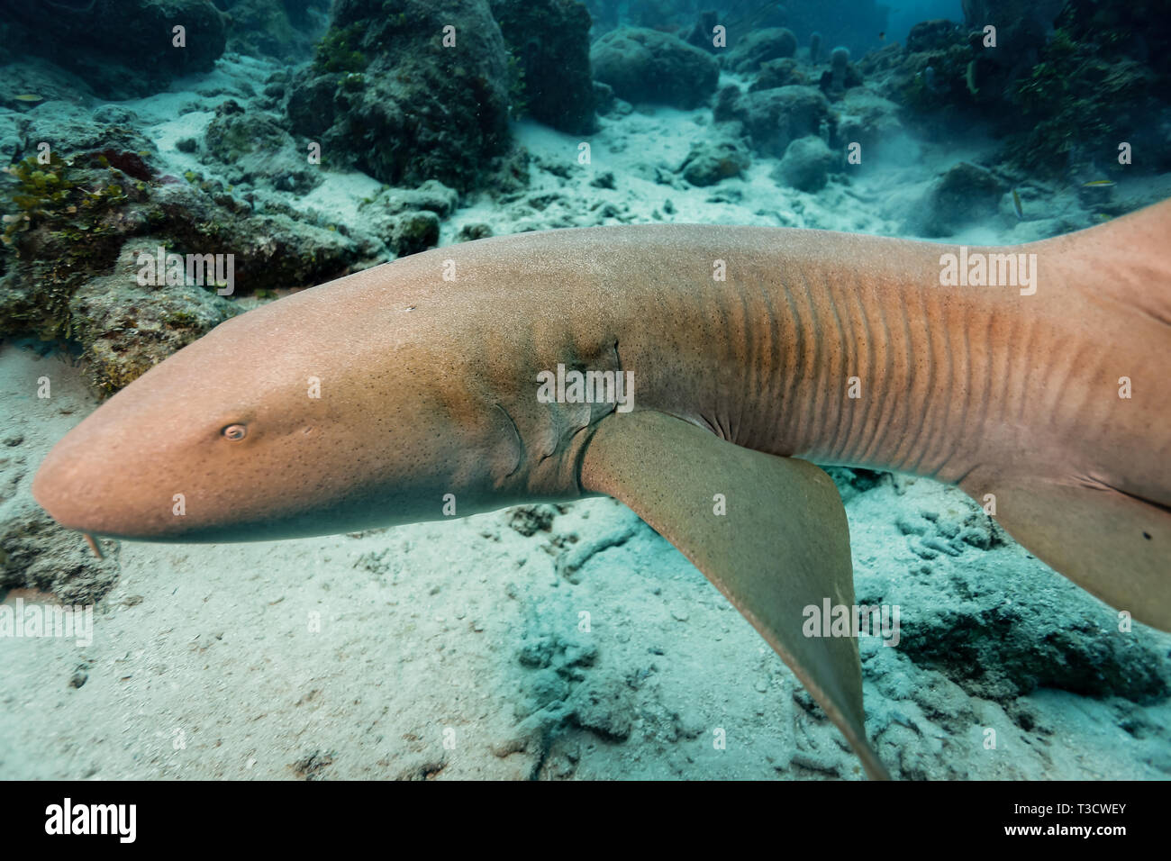 Nurse Shark Coloring