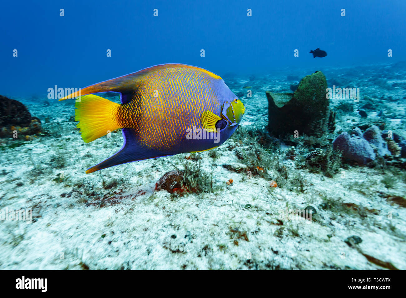 Angel fish fin hi-res stock photography and images - Alamy