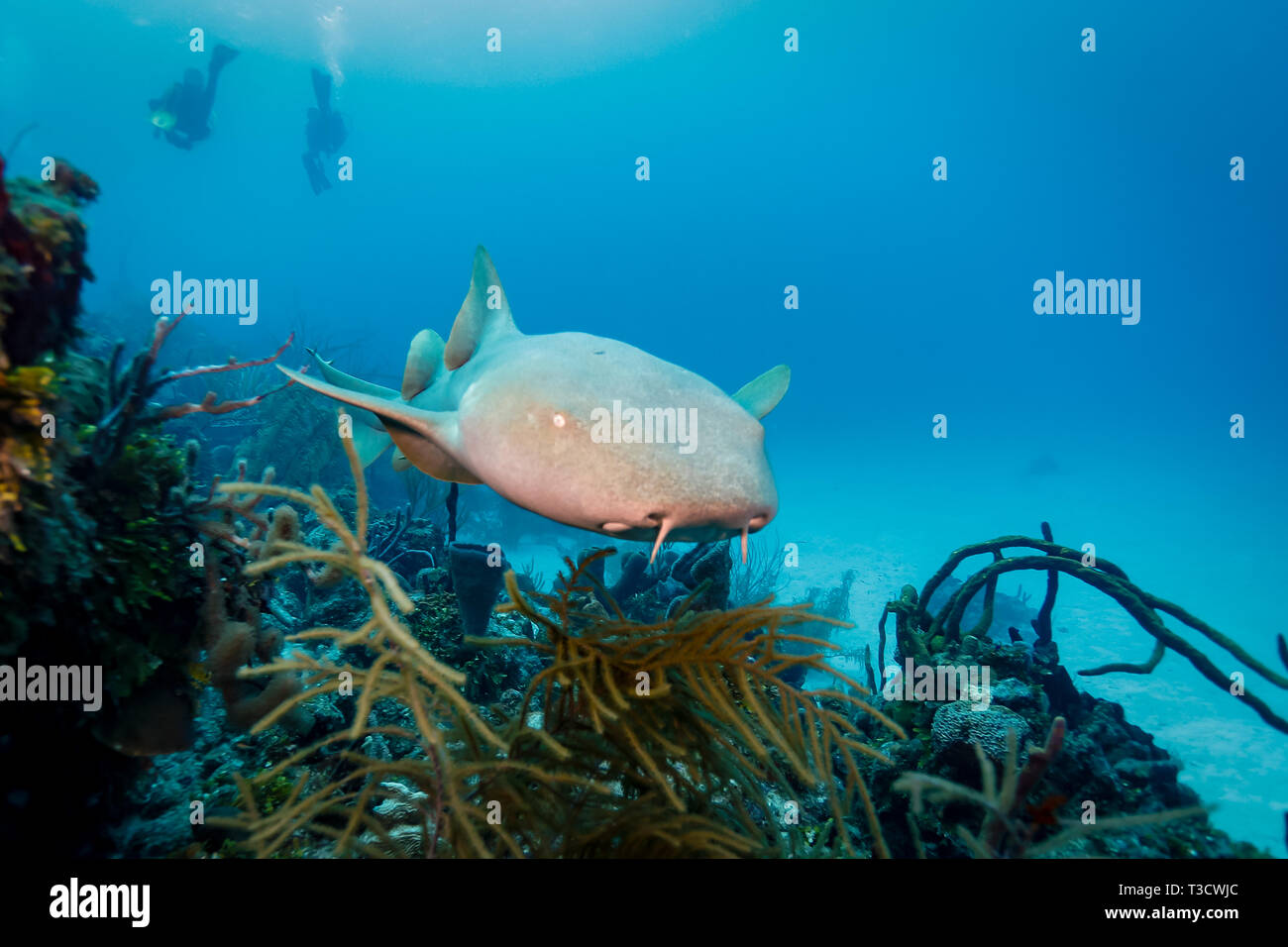 Two scuba divers observe a nurse shark swimming near coral reefs in the ...