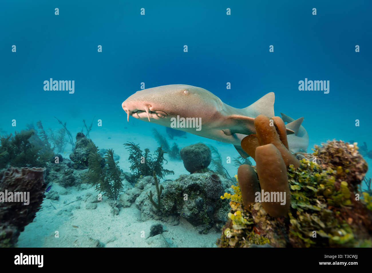 Closeup of brown nurse shark, Ginglymostoma cirratum, swimming by ...
