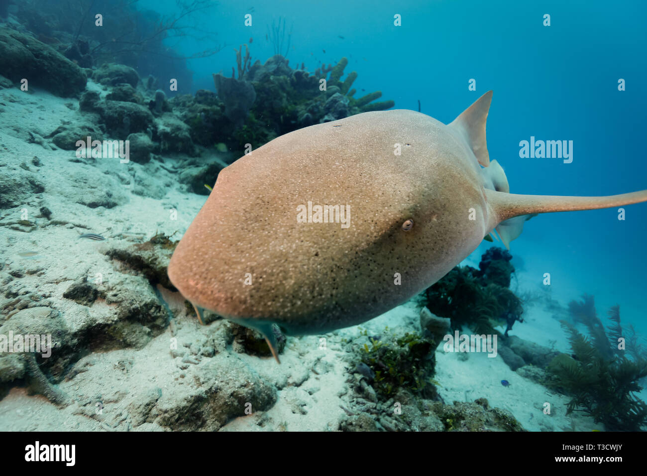 Common nurse shark hi-res stock photography and images - Alamy
