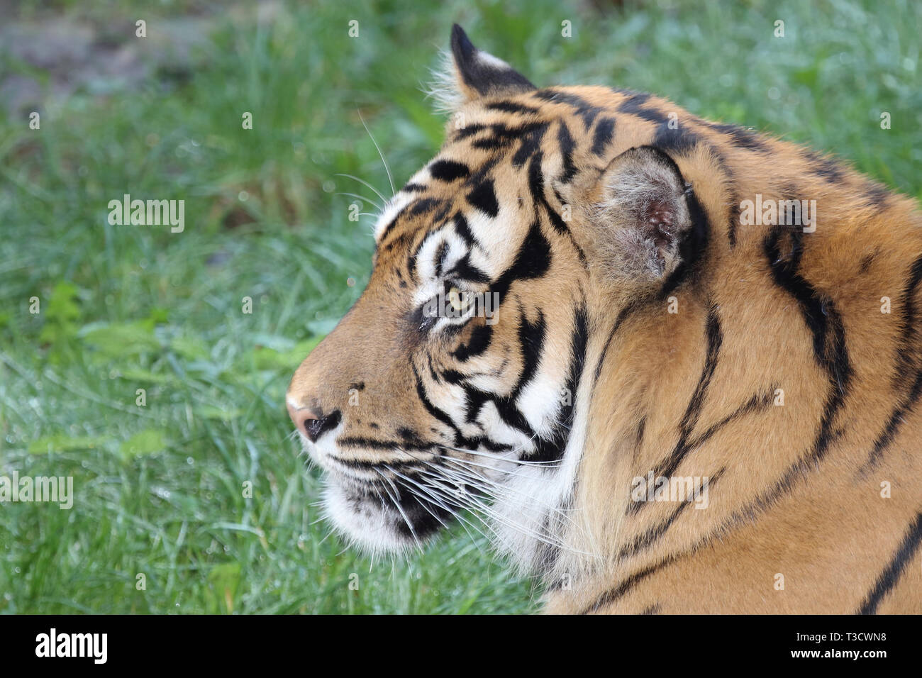 Königstiger / Royal Bengal Tiger / Panthera tigris tigris Stock Photo ...