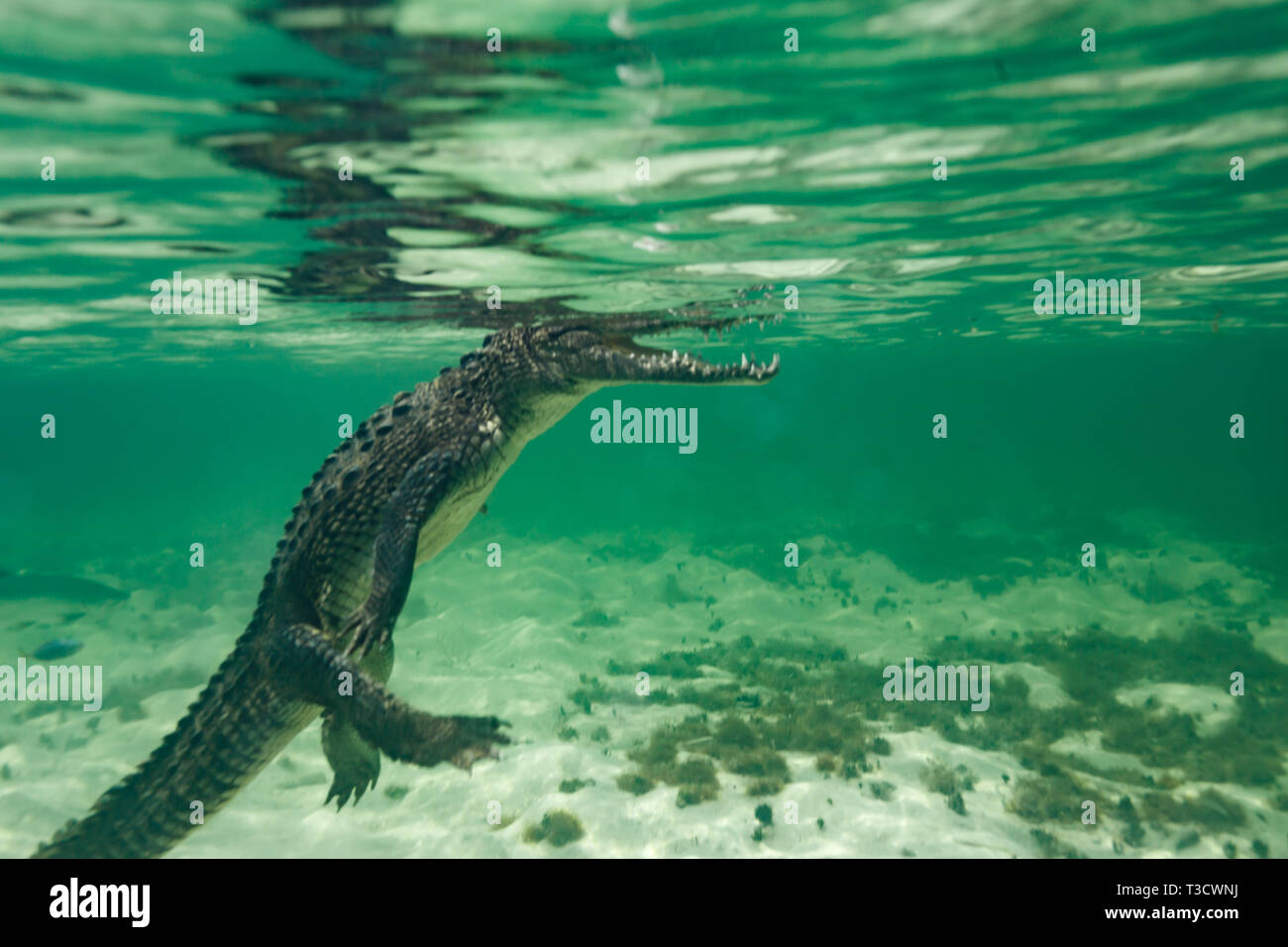 Crocodiles Swimming