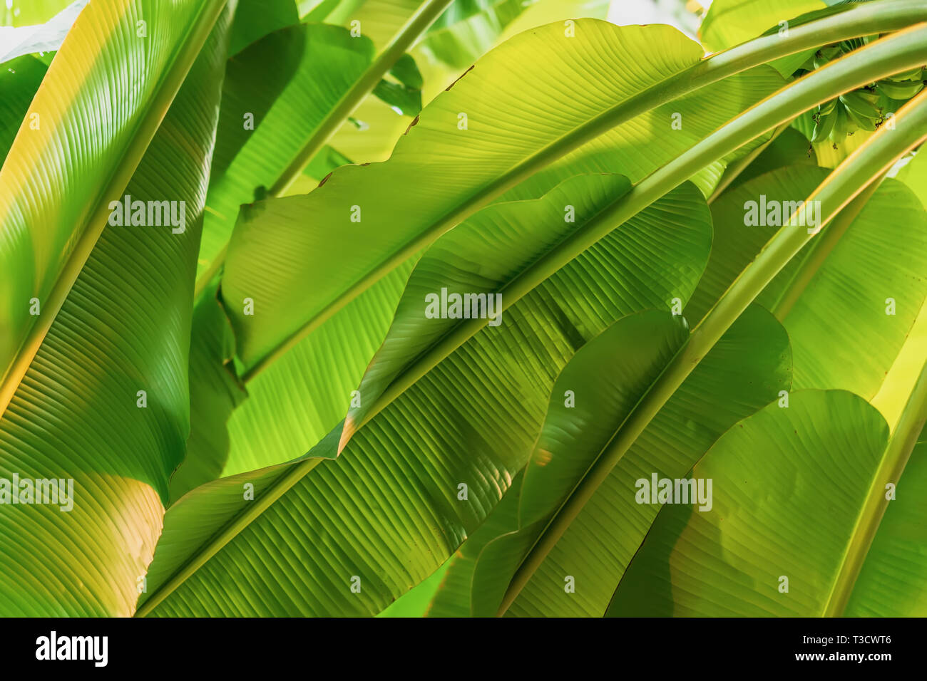 Banana tree branches, foliage, fresh exotic botanical pattern. Natural ...