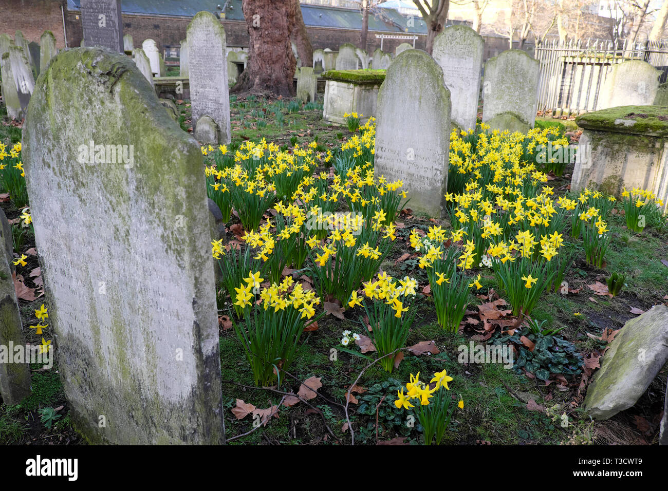 Bunhill daffodils hi-res stock photography and images - Alamy