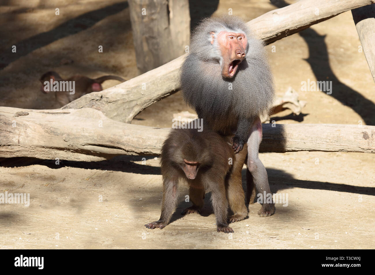 Mantelpavian / Hamadryas Baboon / Papio hamadryas Stock Photo - Alamy