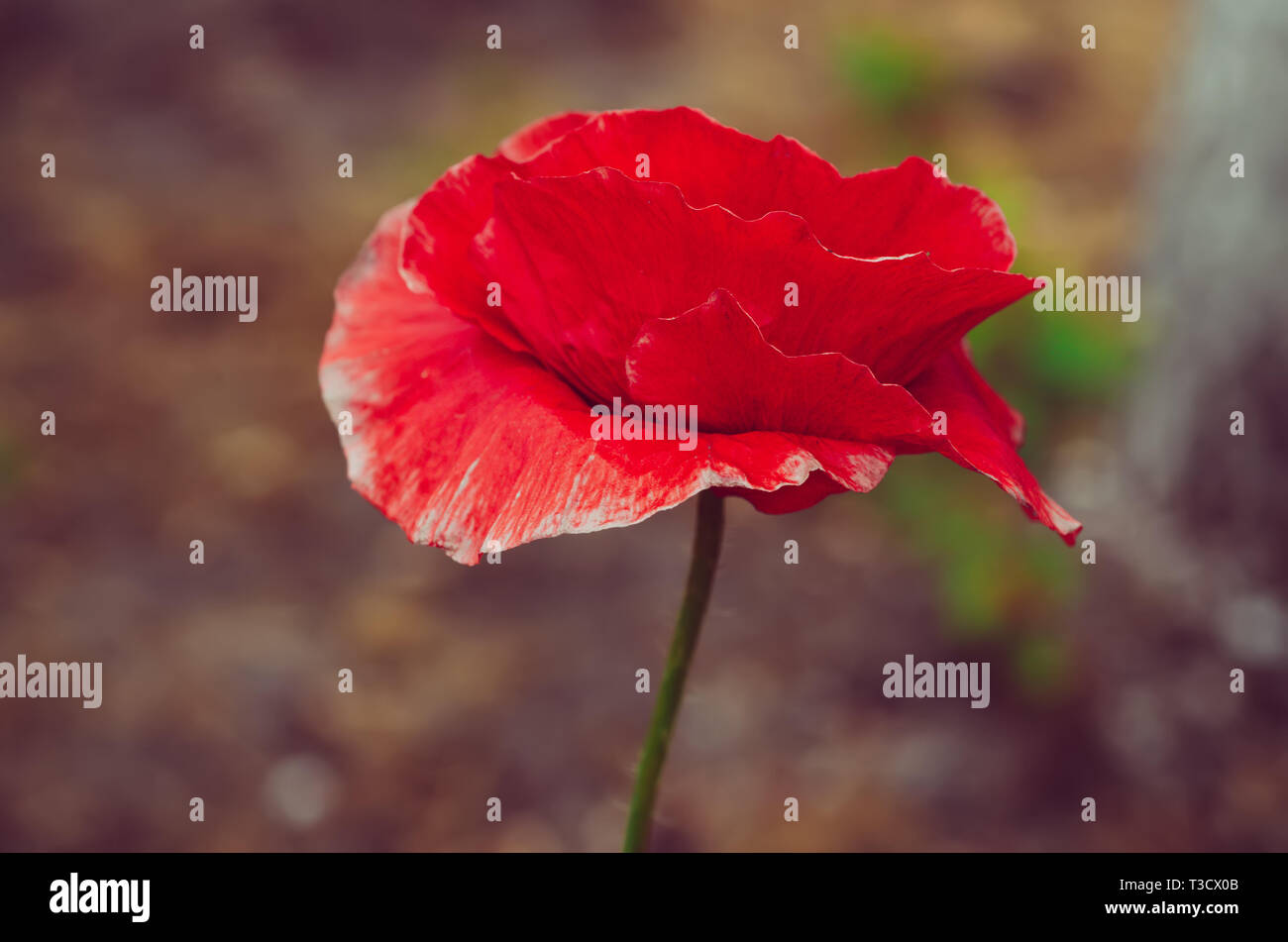 Red poppy flower blooming in the field, floral natural spring ...