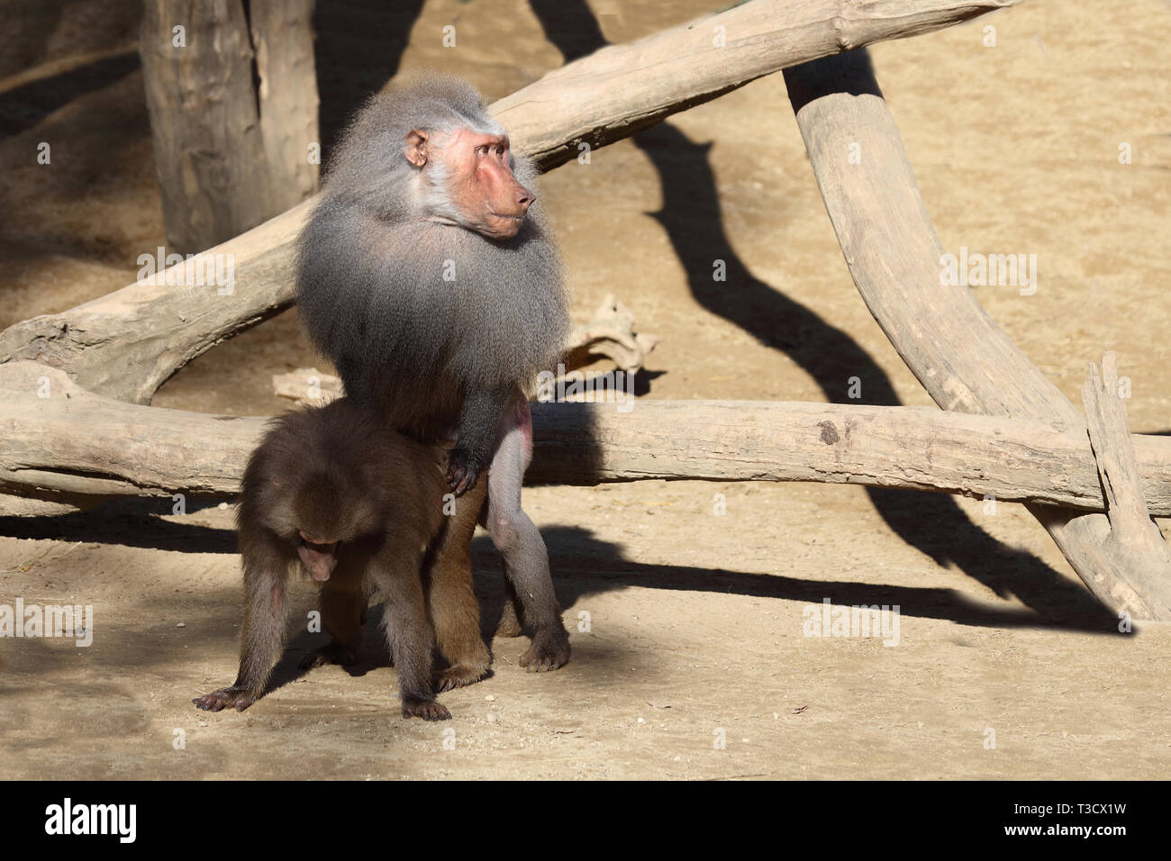 Mantelpaviane hi-res stock photography and images - Alamy