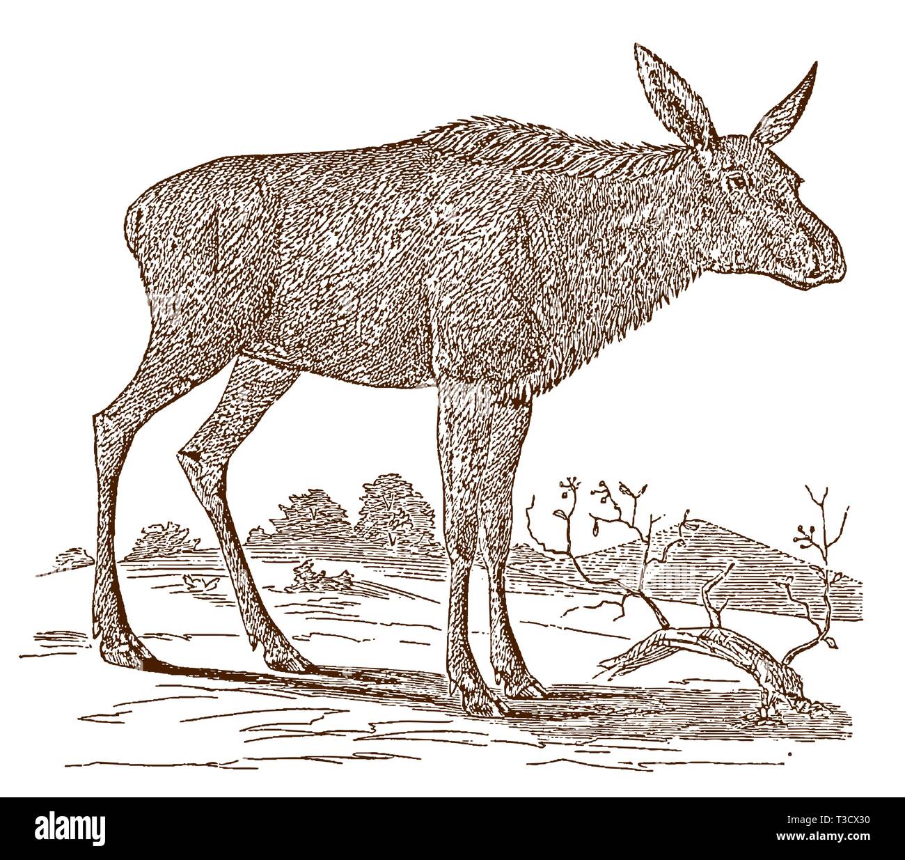 Female Moose Drawing