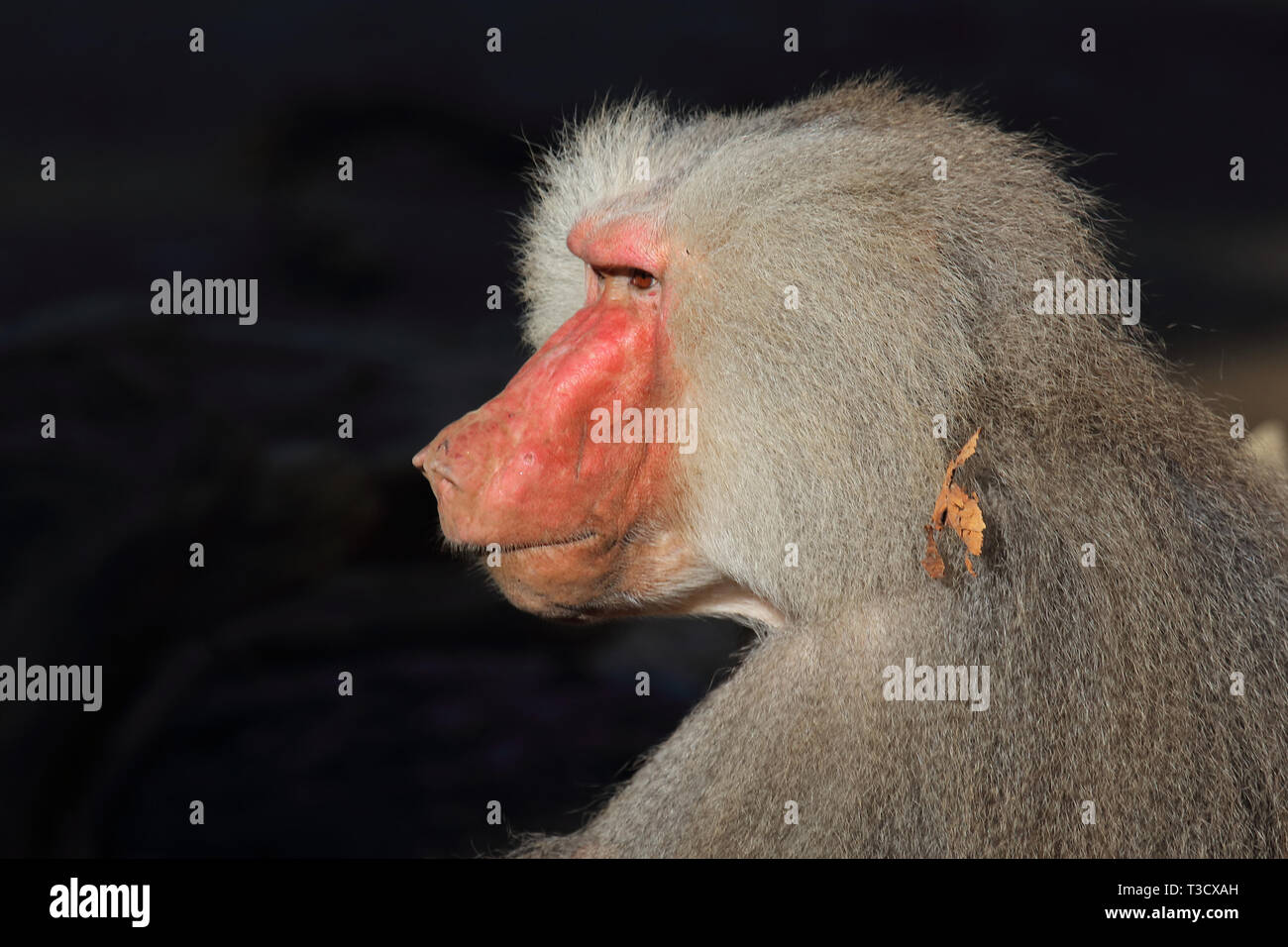 Mantelpaviane High Resolution Stock Photography and Images - Alamy