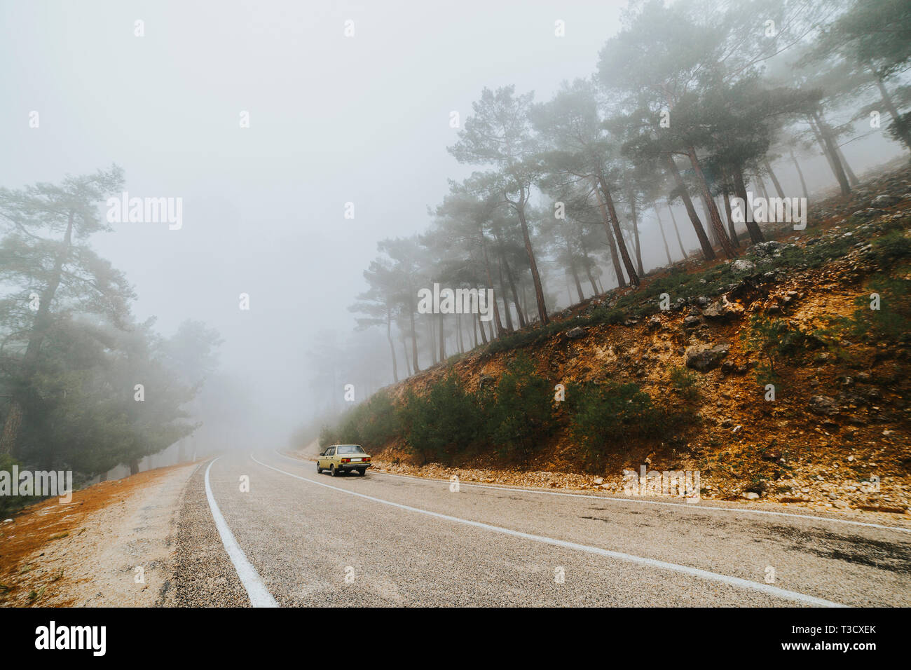 Fog landscape cedar forest hi-res stock photography and images - Alamy