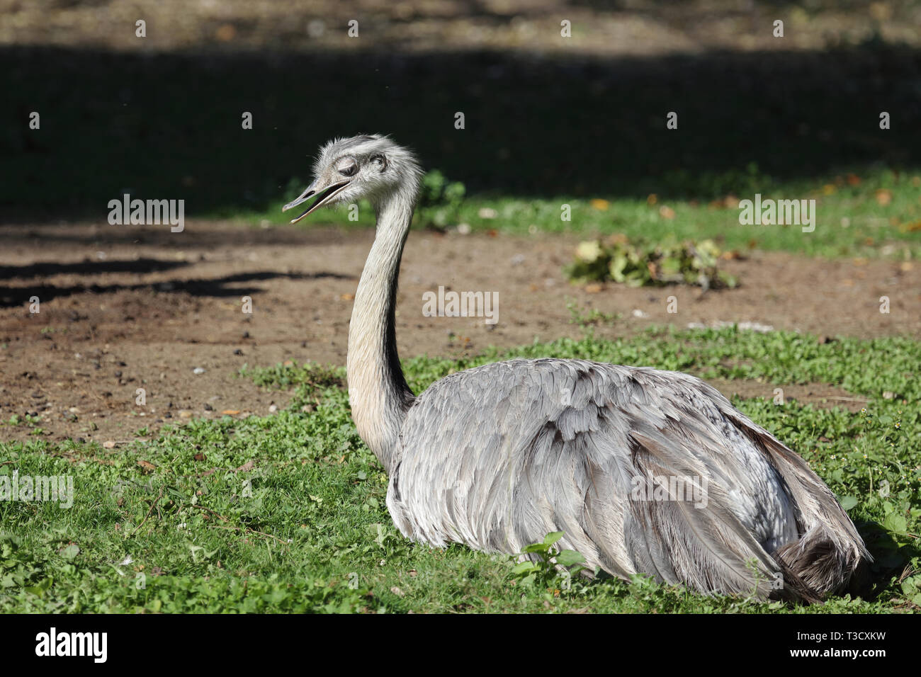Nandu vogel hi-res stock photography and images - Alamy