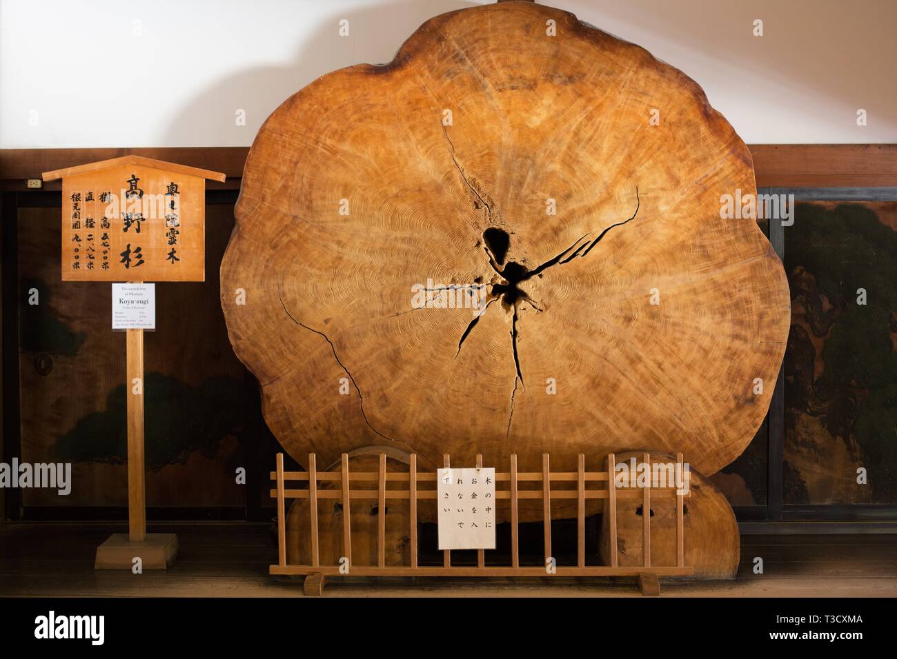 The sacred tree of Okunoin, on display at Kongobuji temple in Koyasan ...