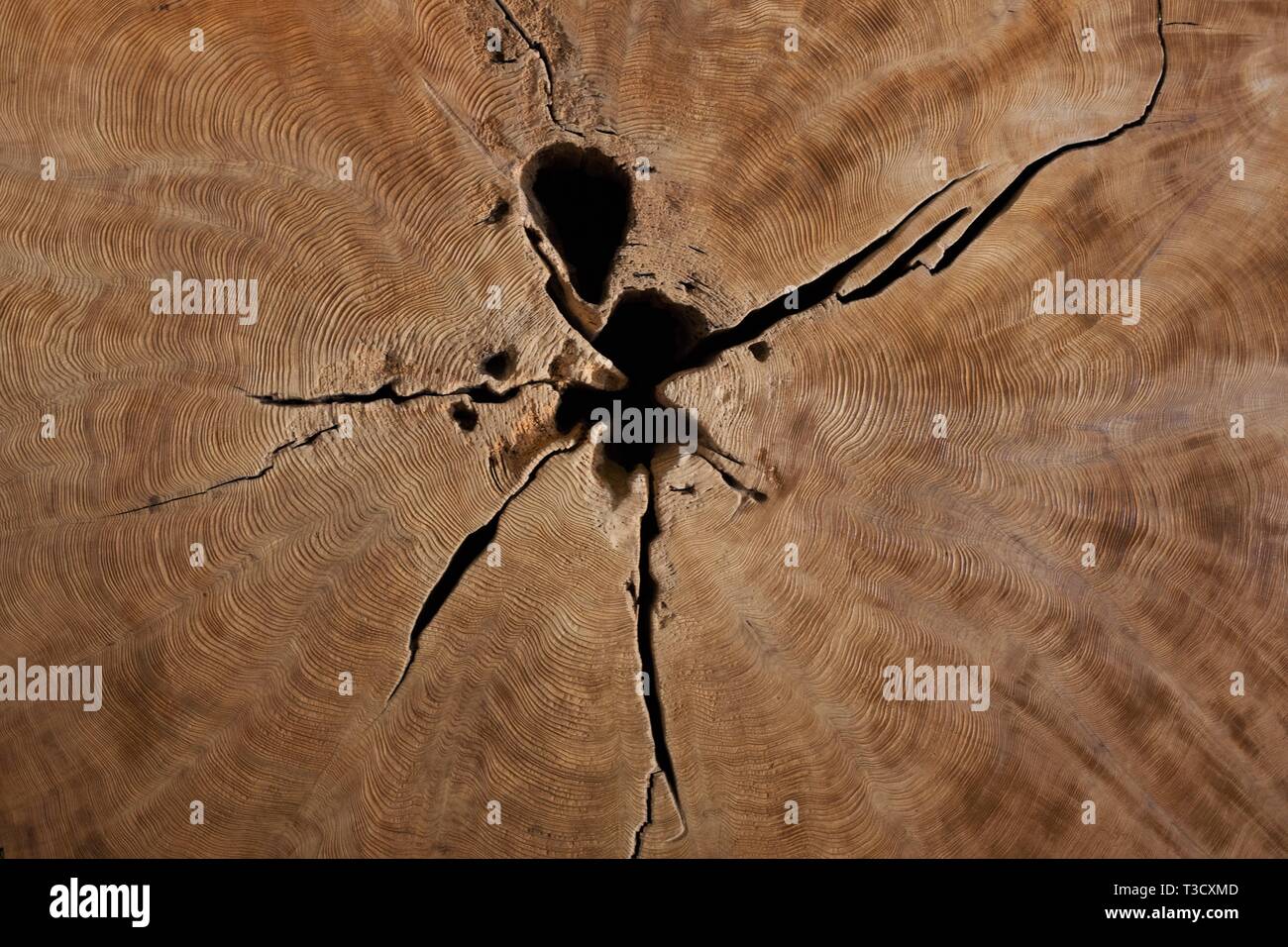 The sacred tree of Okunoin, on display at Kongobuji temple in Koyasan ...
