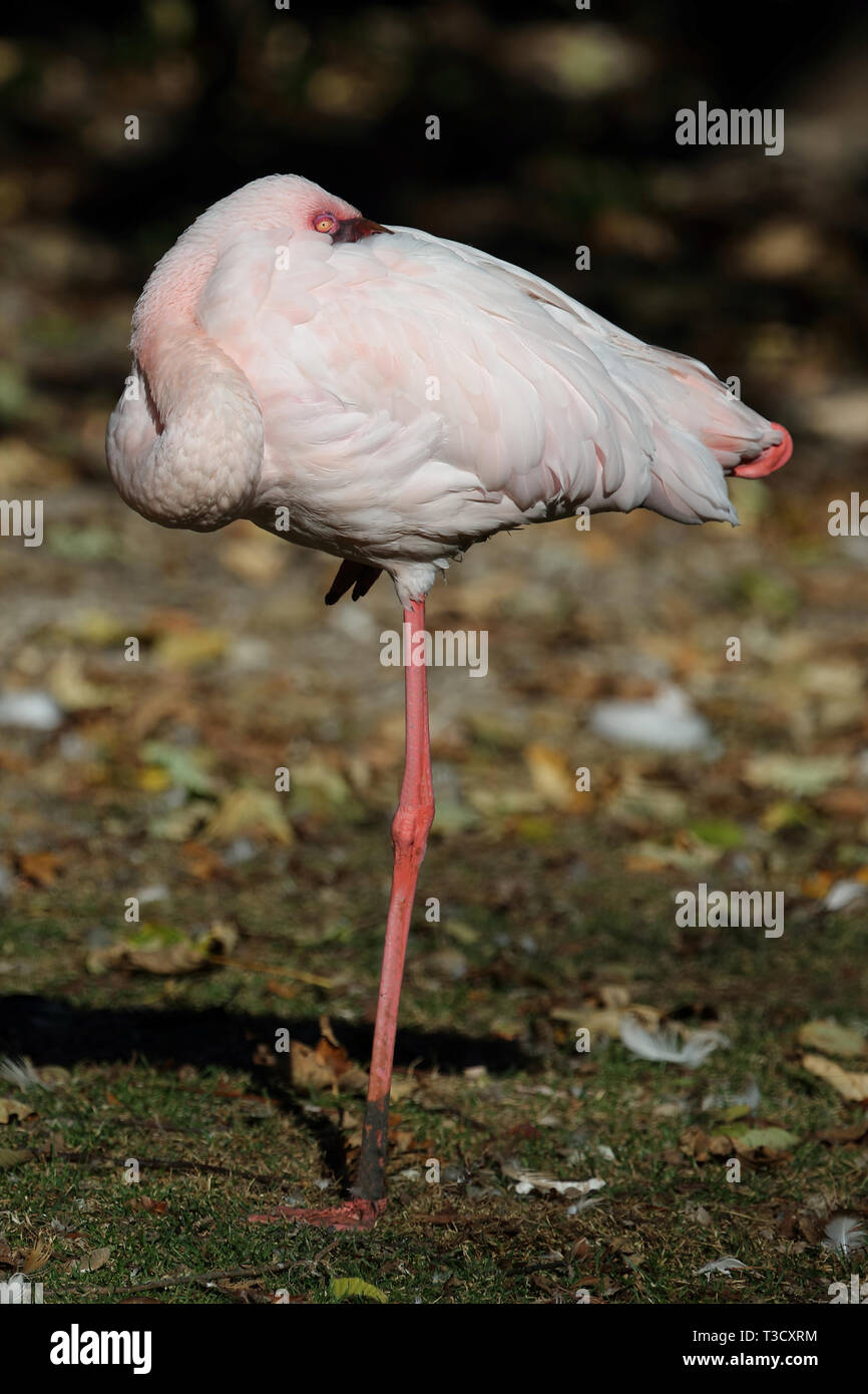 Rosaflamingos hi-res stock photography and images - Alamy
